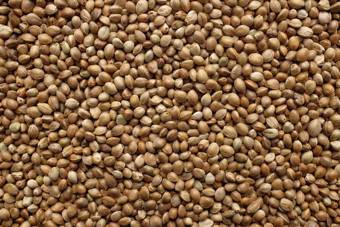 Hemp Seeds and Brain Health: Omega Fatty Acids for Cognitive Function ...