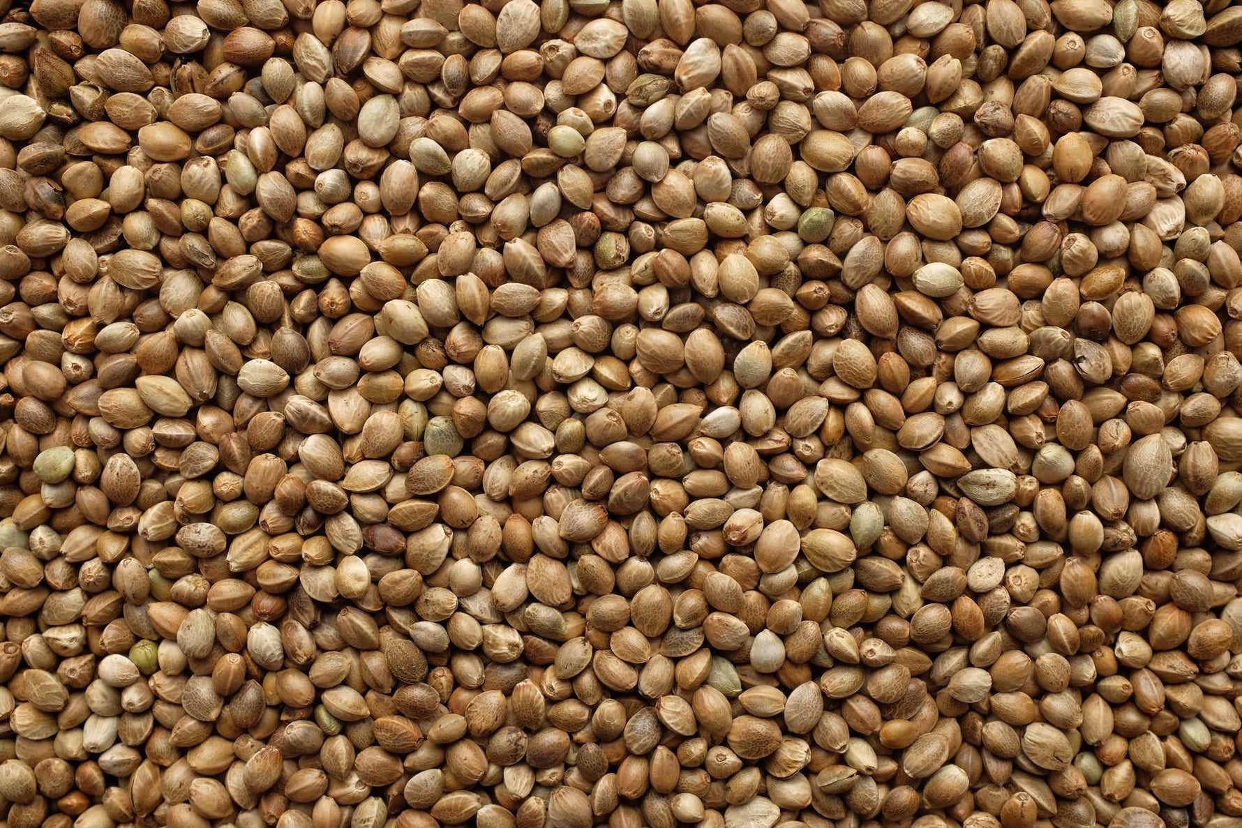 Hemp Seeds and Brain Health: Omega Fatty Acids for Cognitive Function ...